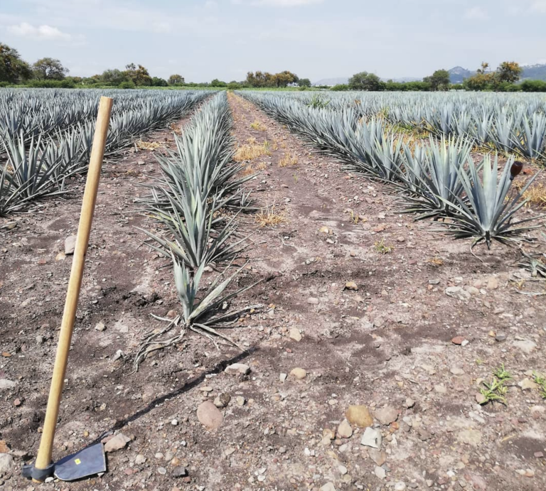 Blue Agave Tequilana | Weber Azul | Tequila Agave