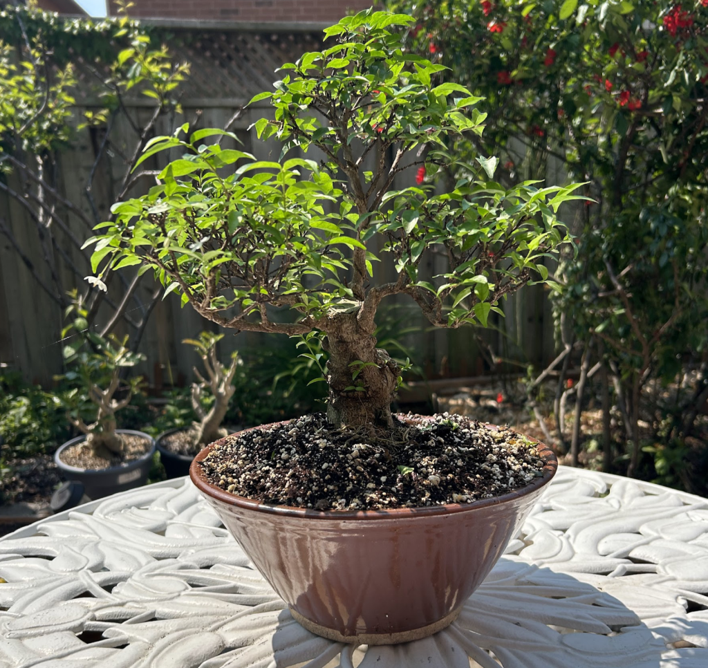 Water Jasmine | Wrightia Religiosa