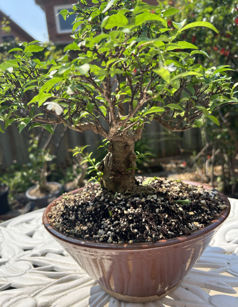 Water Jasmine | Wrightia Religiosa