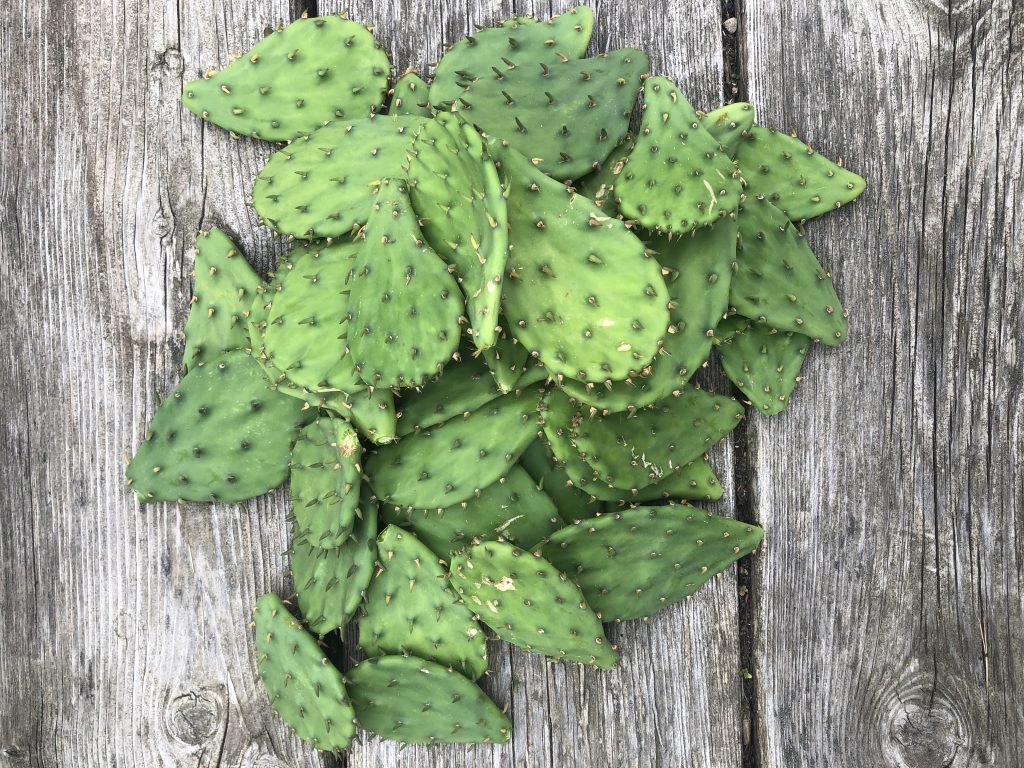 Opuntia Cactus Pads | Tortoise Food - Cactus Kingdom