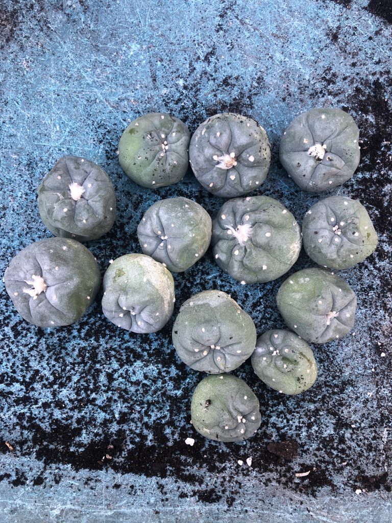 Live Lophophora Williamsii Cactus Cuttings | Peyote Buttons - Peyote ...