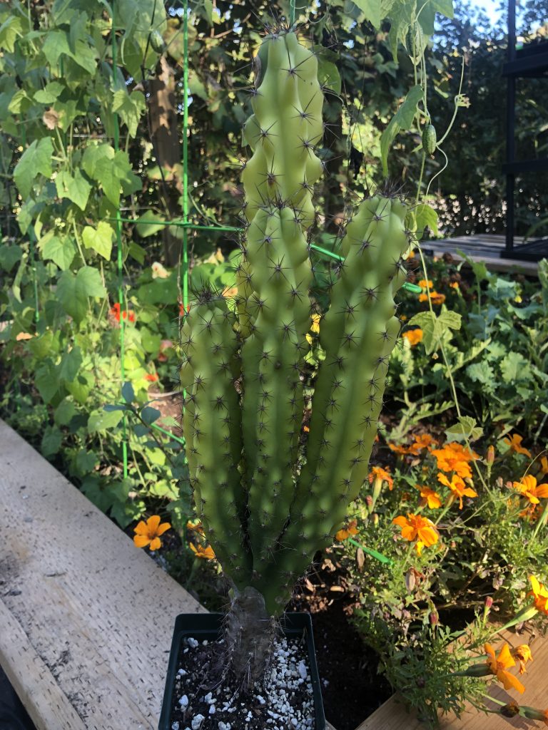 Multi Armed Columnar Specimen Cactus - Cactus Kingdom