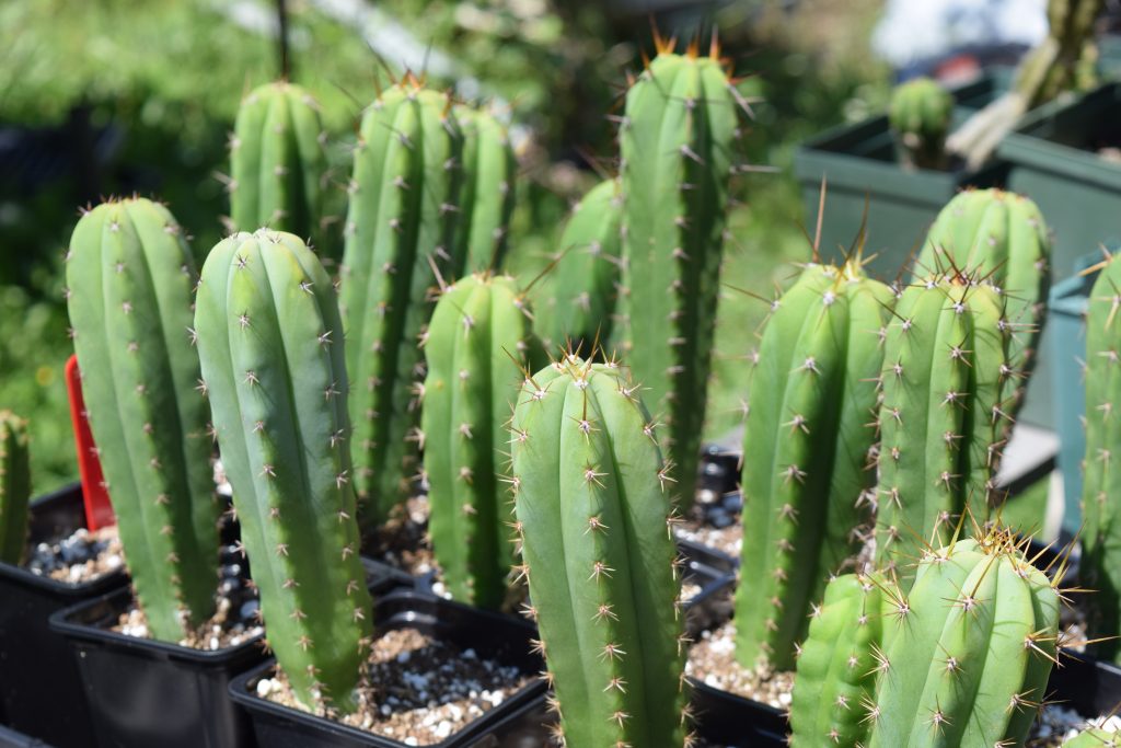 Trichocereus Bitter King x Trichocereus Pachanoi Griseus