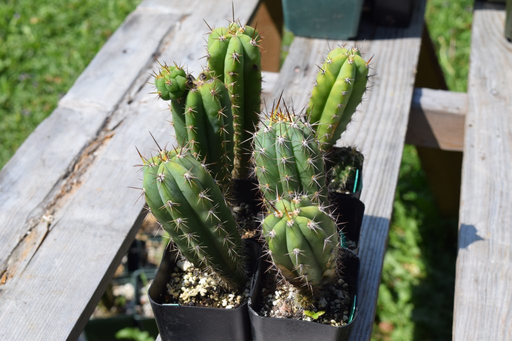 Trichocereus Peruvianus Matucana | Peruvian Torch Cactus