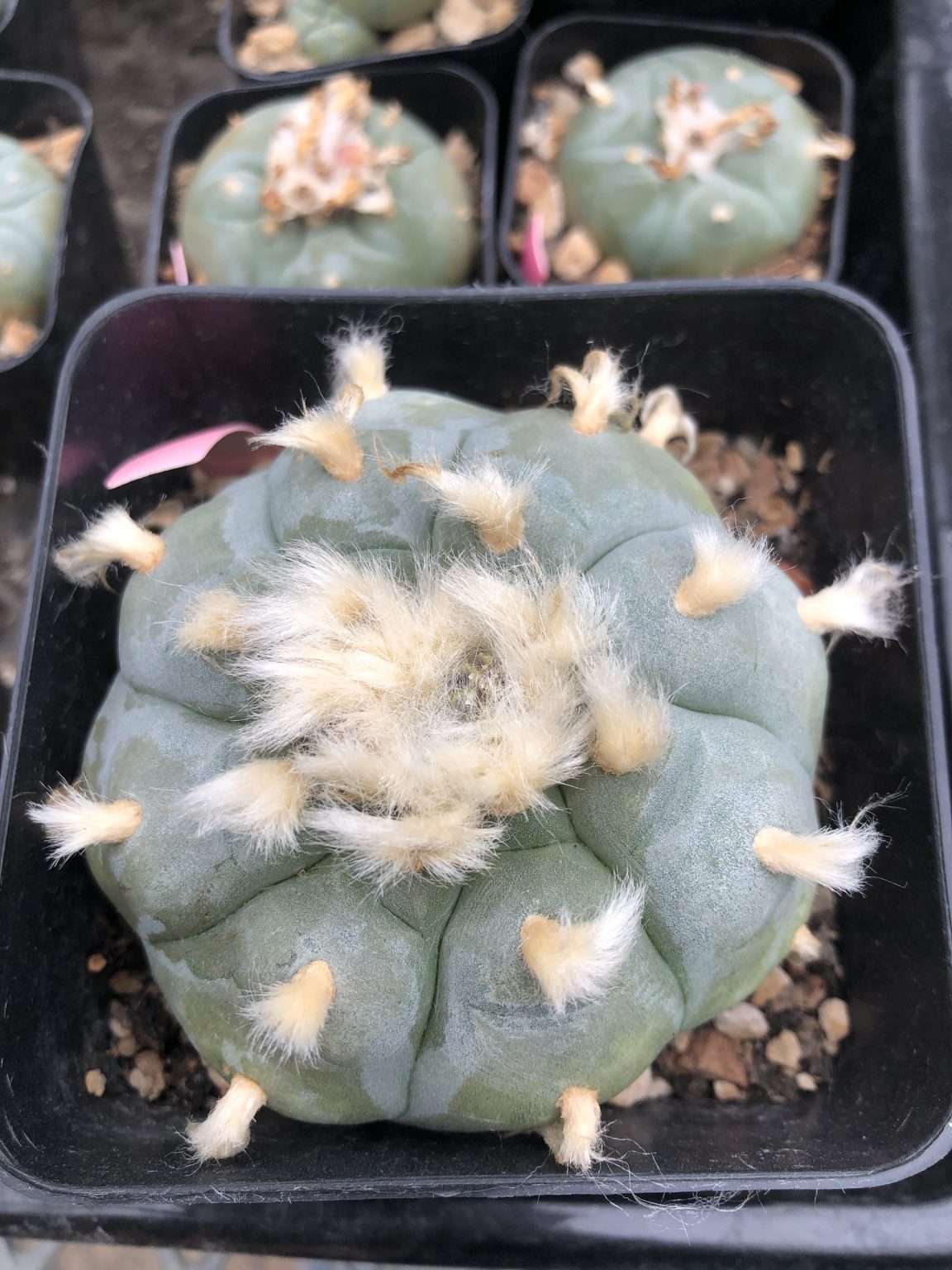 NEW Archives - Cactus Kingdom
